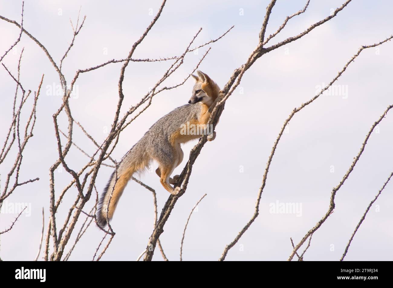 A gray fox in an ocotillo plant looking for food in Big Bend National ...
