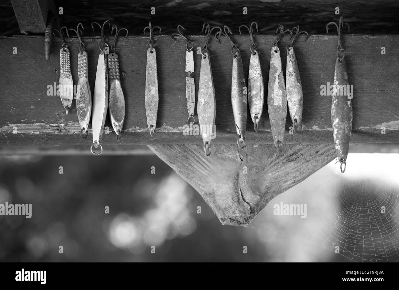 California fish Black and White Stock Photos & Images - Alamy
