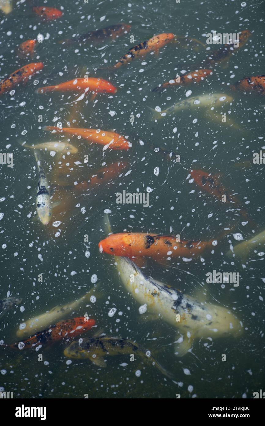 Coy fish swimming in pond Stock Photo - Alamy