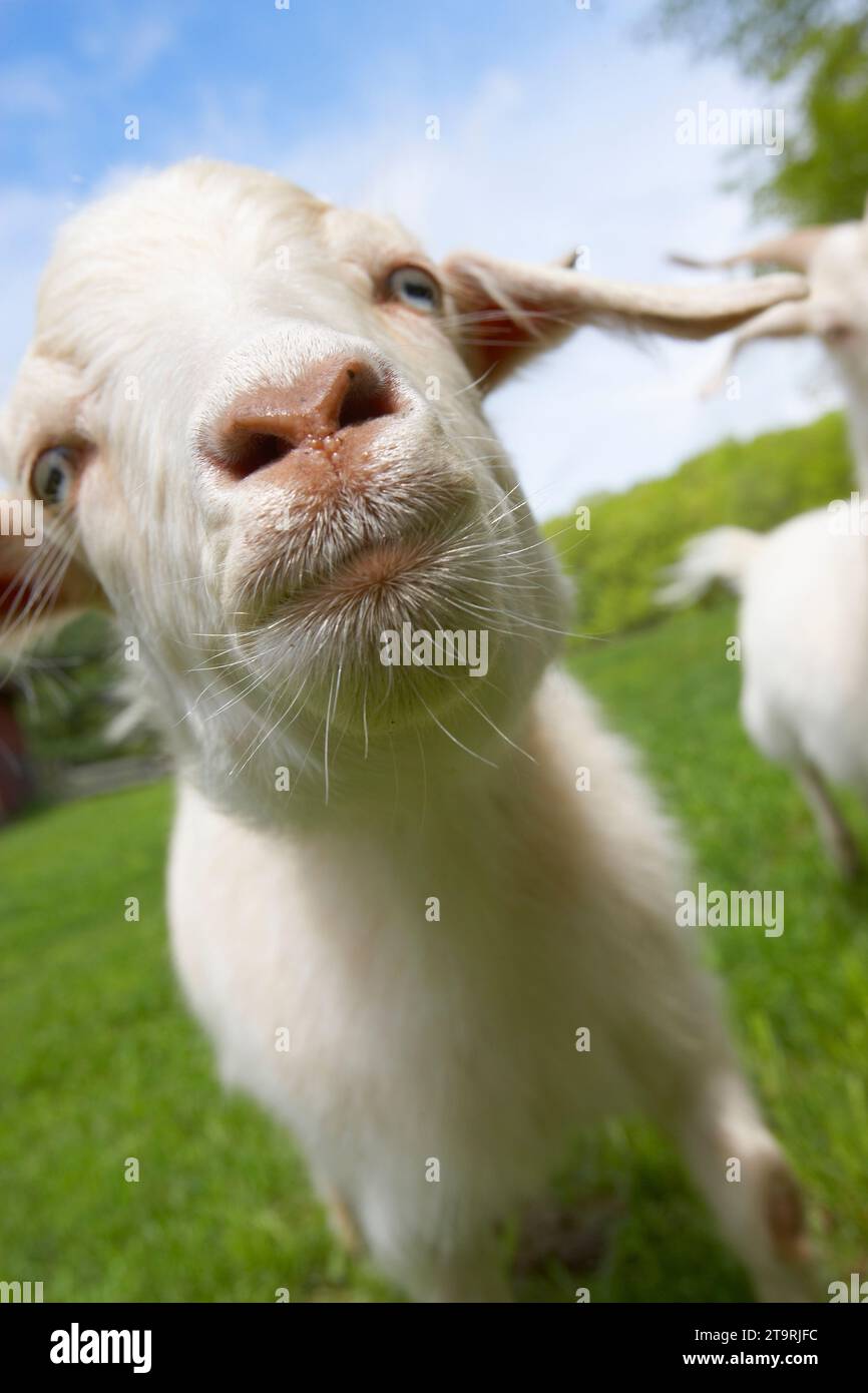 Closeup shot cute goat hi-res stock photography and images - Alamy