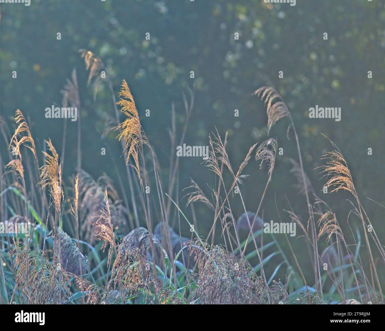 backlit reed fronds Stock Photo - Alamy
