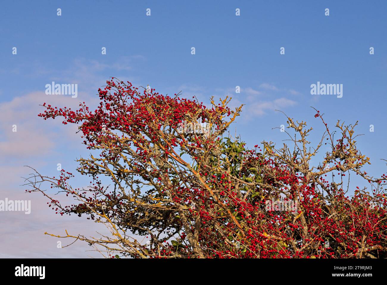 wind blown tree Stock Photo - Alamy
