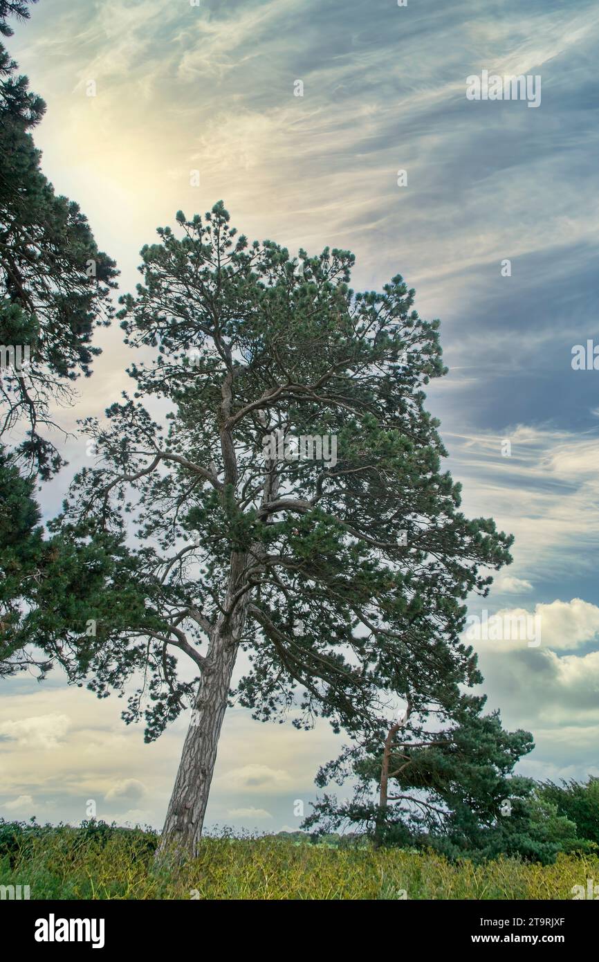 Leaning pine tree hi-res stock photography and images - Alamy