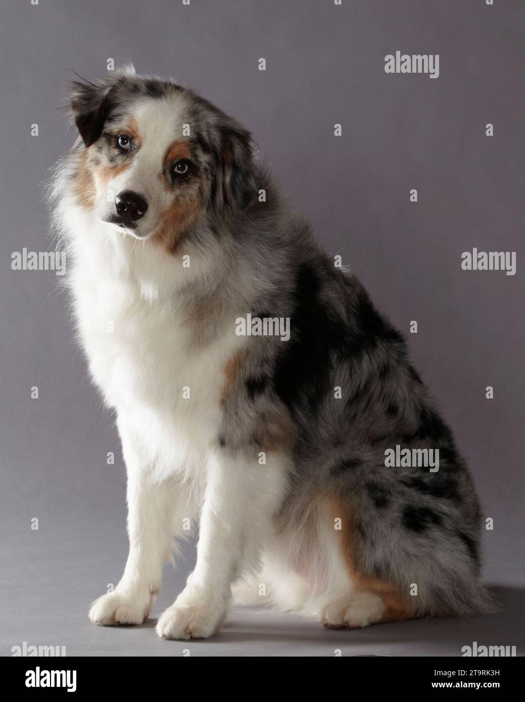 Australian herding dog hi-res stock photography and images - Alamy