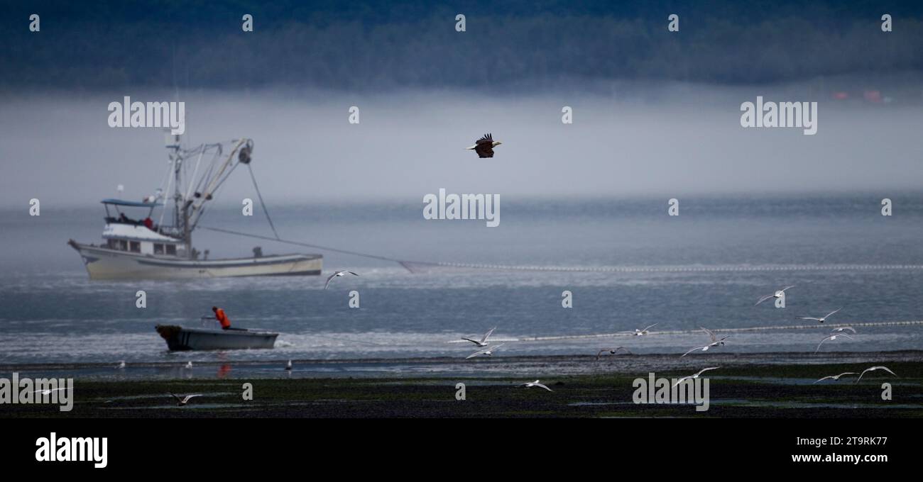 Bald eagle fishing salmon hi-res stock photography and images - Alamy