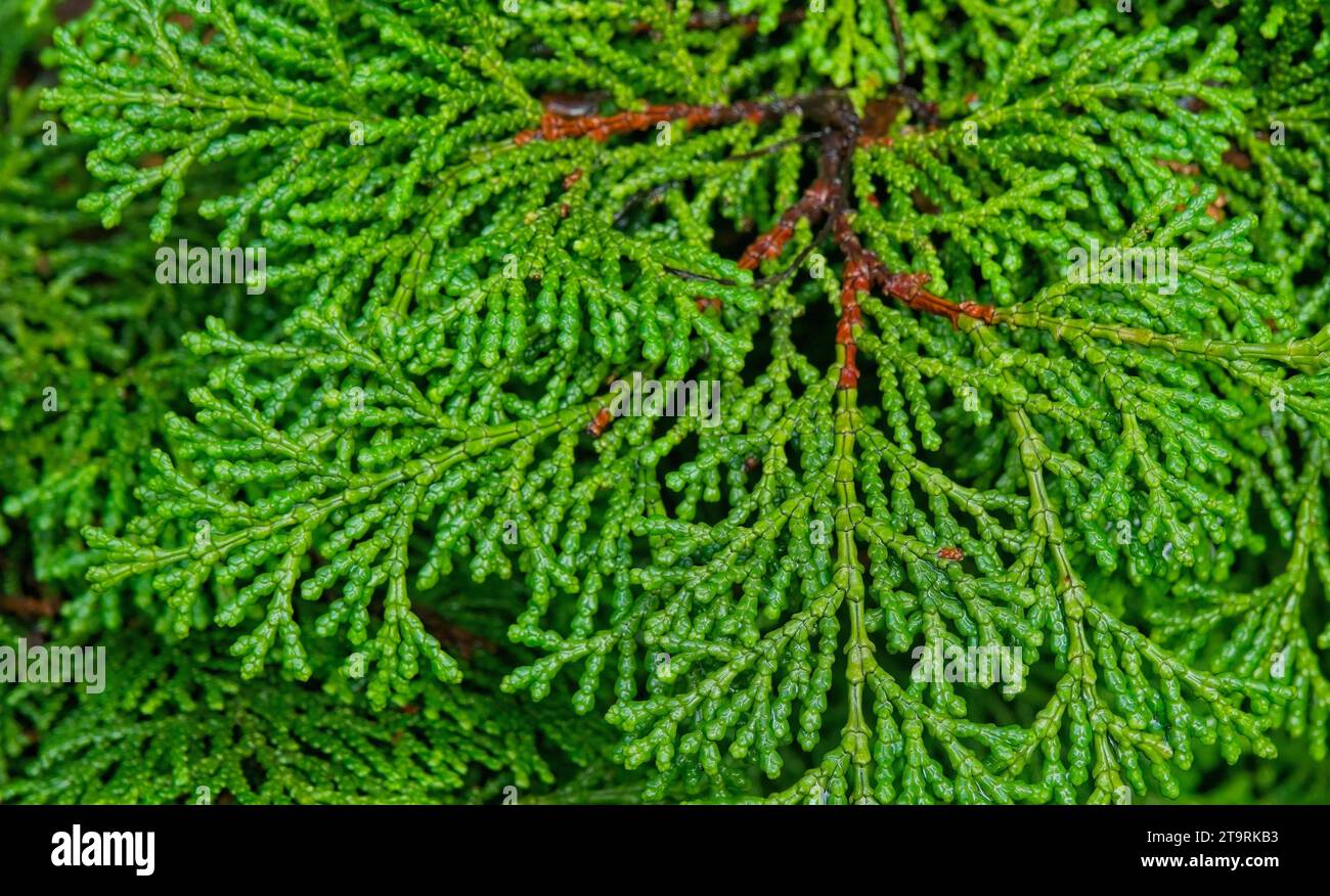 Close up conifer leaves hi-res stock photography and images - Alamy