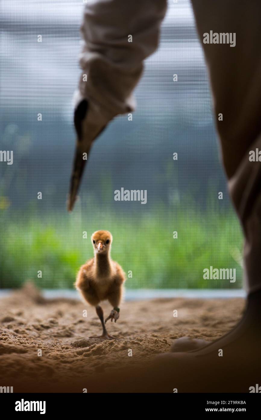 Walking whooping crane hi-res stock photography and images - Alamy