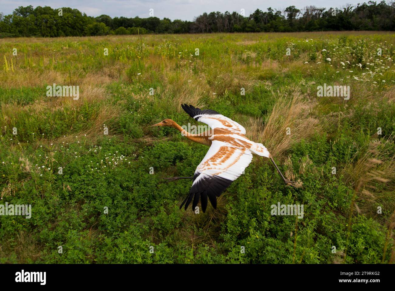 Young whooping crane hi-res stock photography and images - Alamy