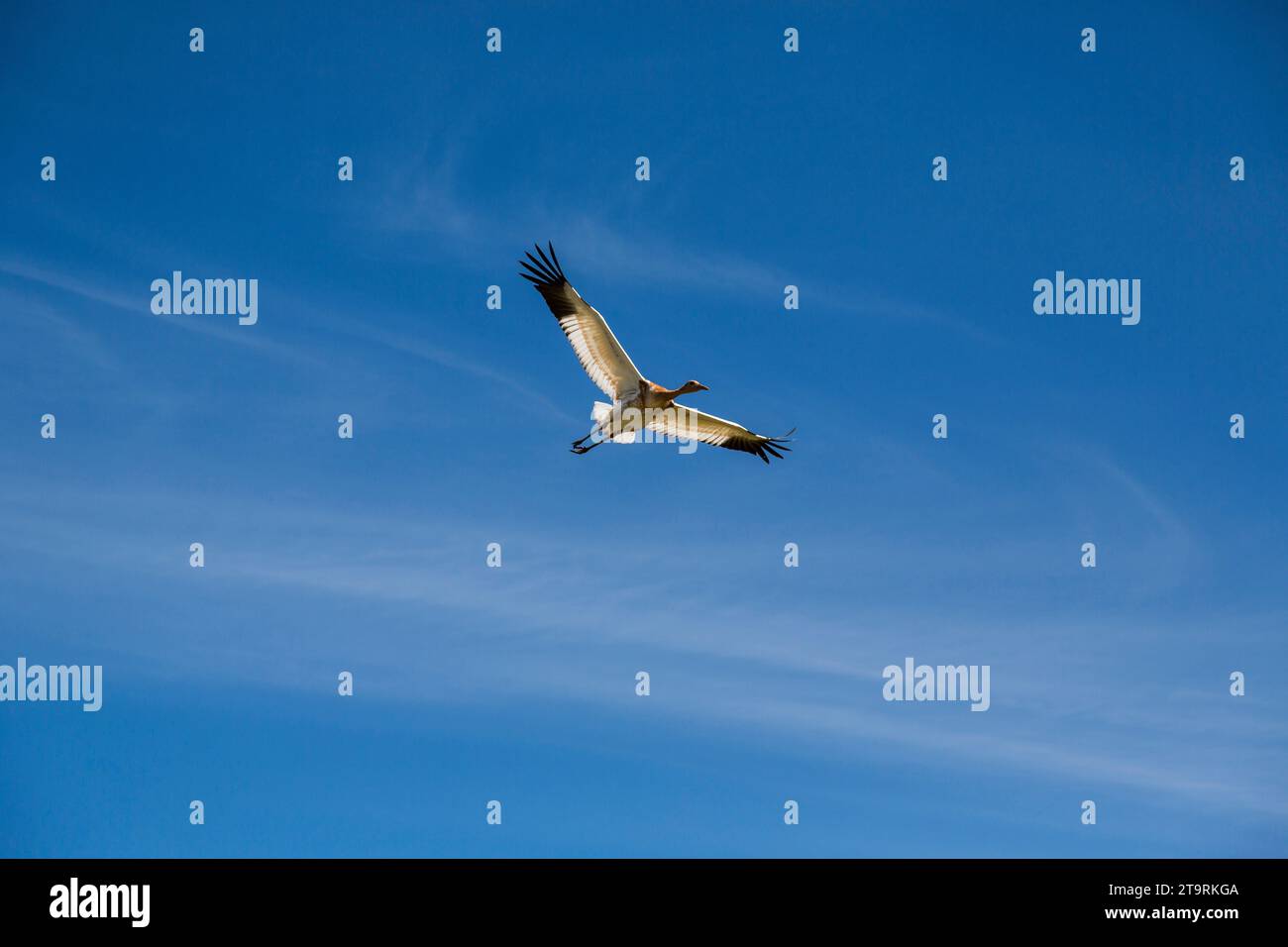 Flying whooping crane hi-res stock photography and images - Alamy