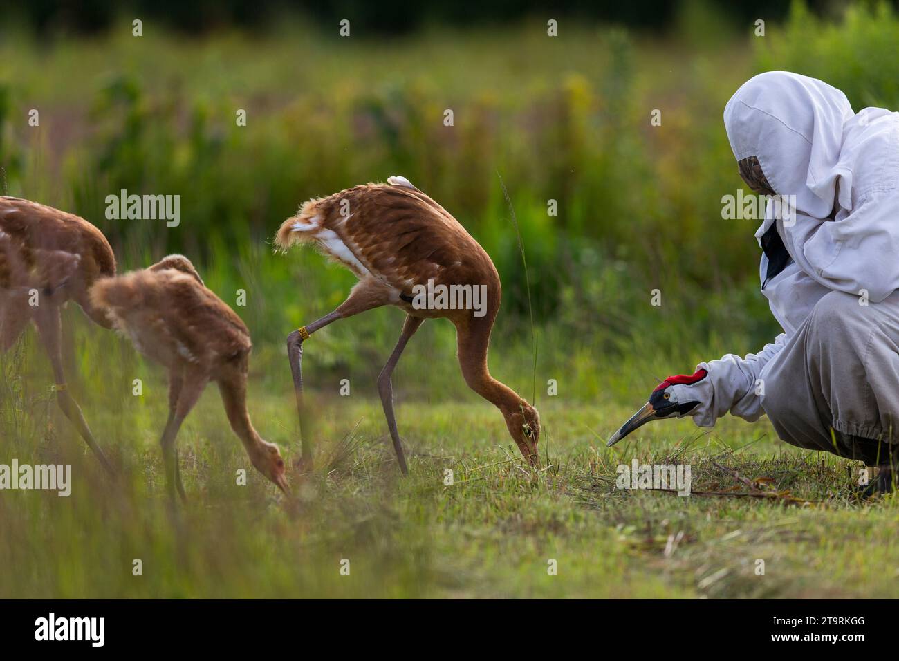 Standing whooping crane hi-res stock photography and images - Alamy