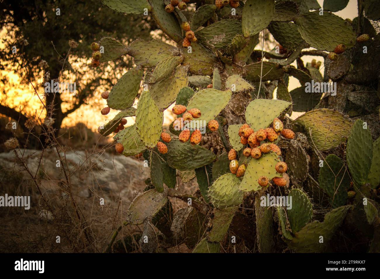 Sunset bathes cactus in warm hues, bearing succulent fruits. Summer ...