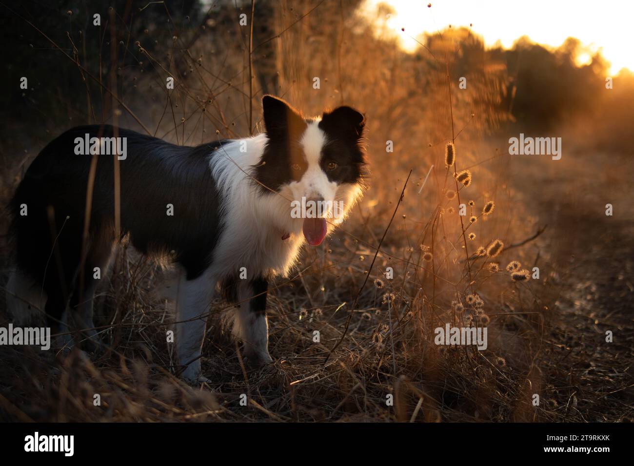 border collie dog beautiful summer portrait at sunset Stock Photo - Alamy
