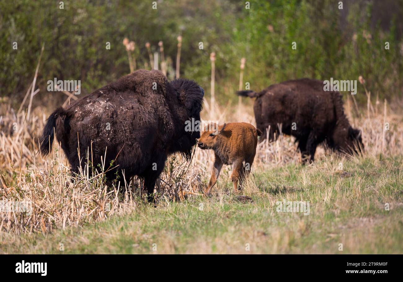 Images from Wood Buffalo National Park the nesting ground for the ...