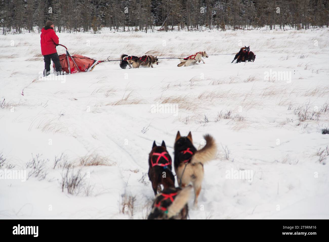 Sled area hi-res stock photography and images - Alamy