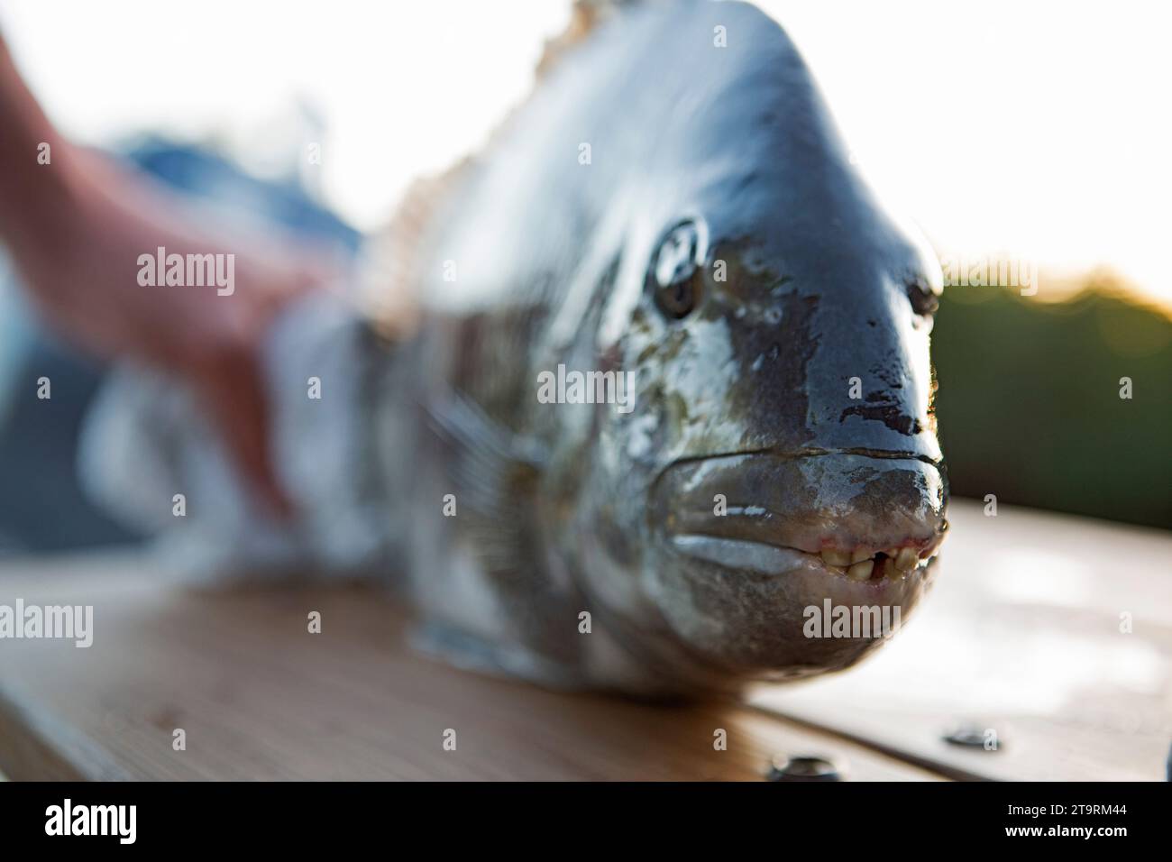 Sheepshead fish hi-res stock photography and images - Alamy