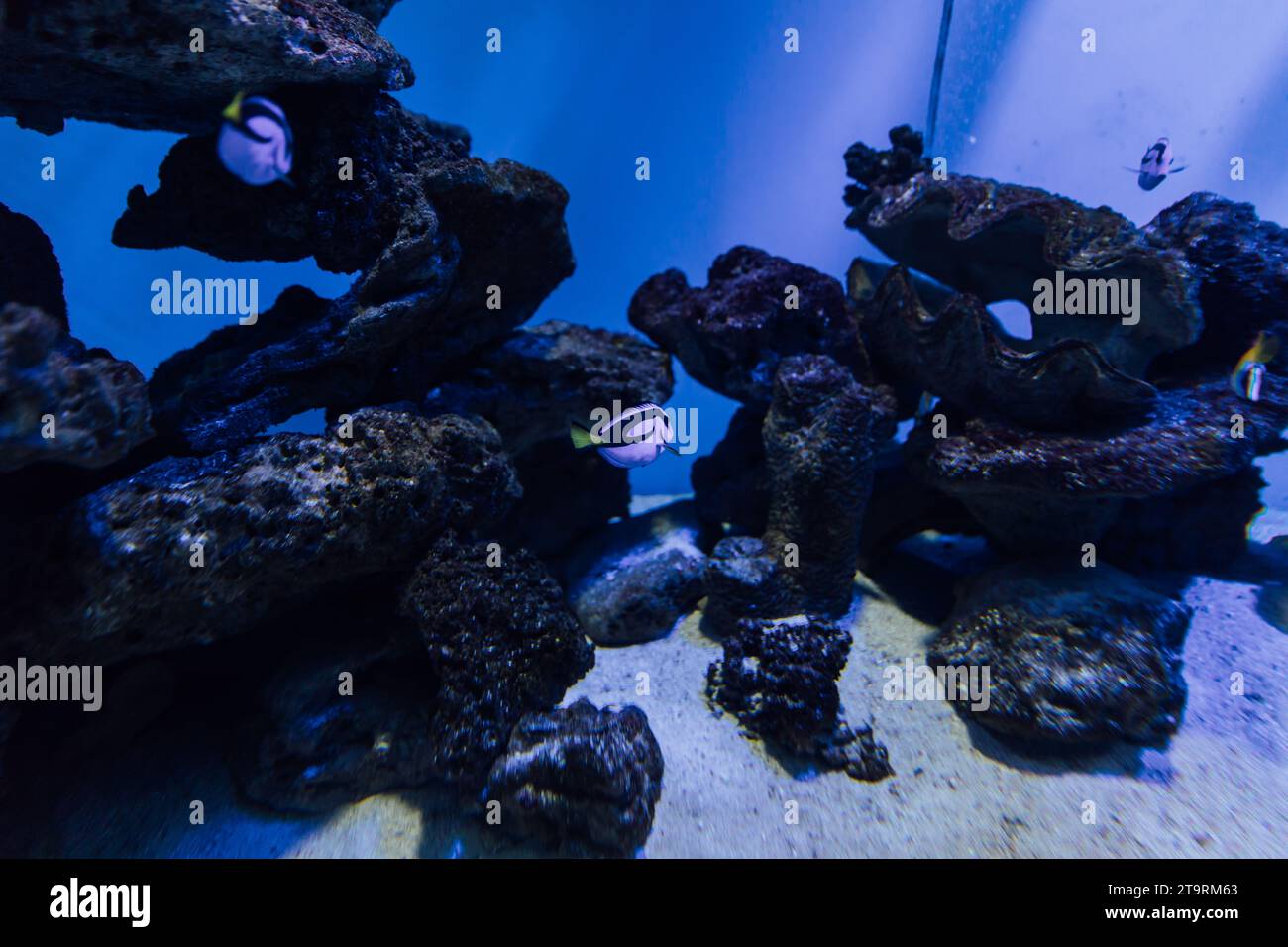 Set aquarium fish goldfish hi-res stock photography and images - Alamy