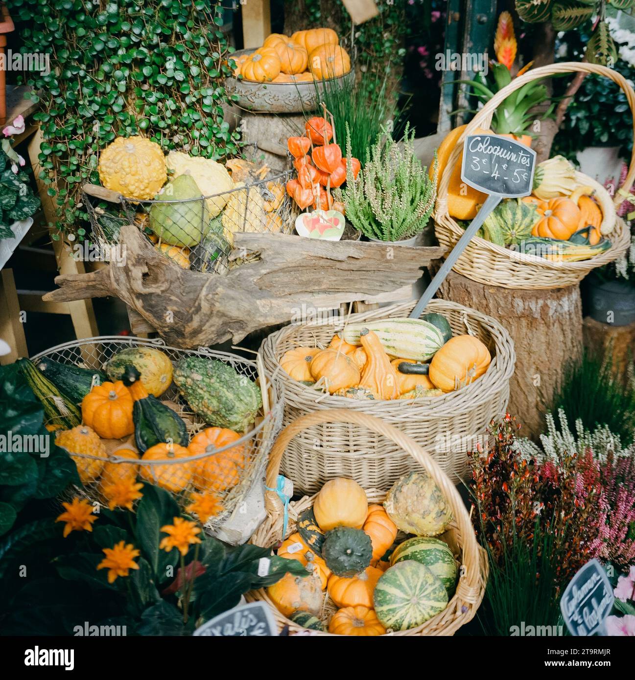 fall market in Paris france full of orange pumpkins and squash Stock ...