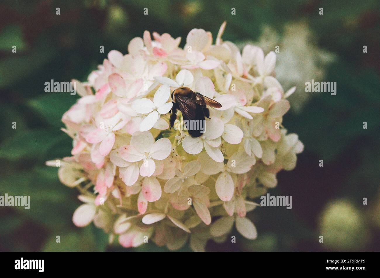 Pink with white bee hi-res stock photography and images - Alamy