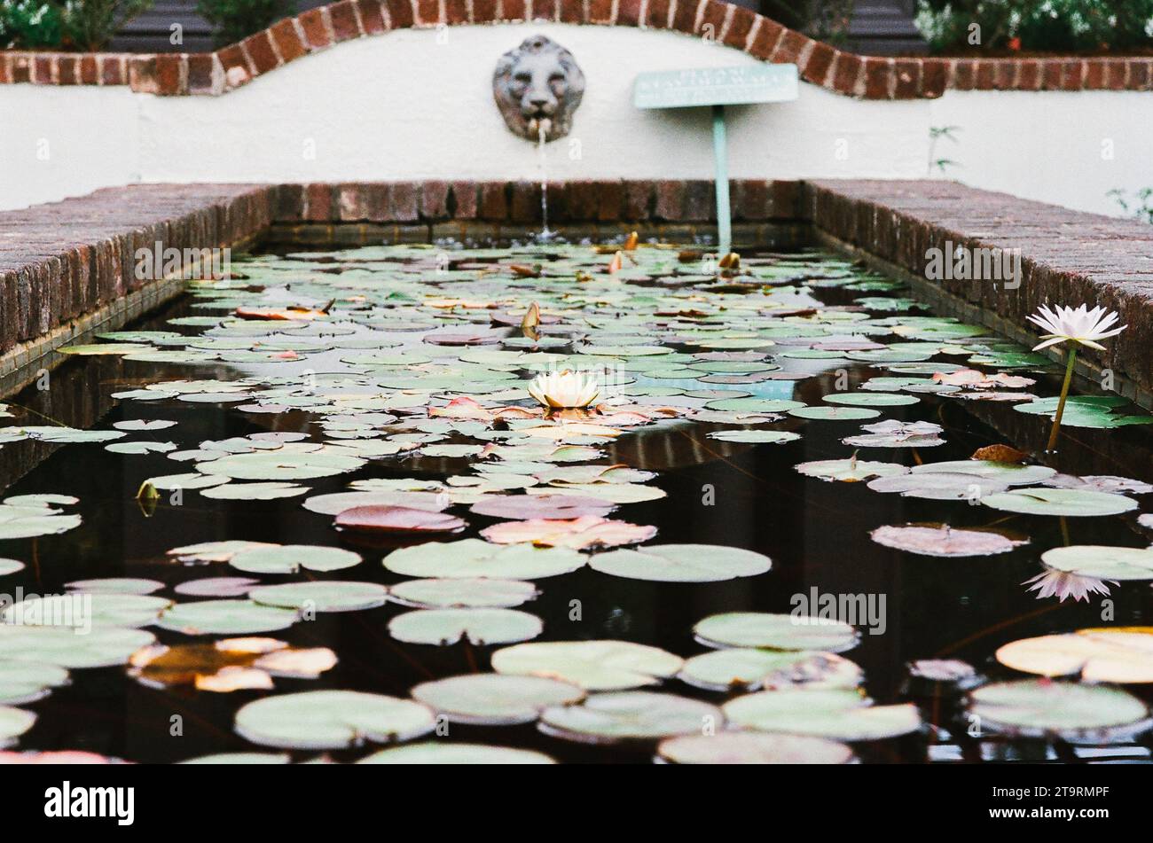 Lily fountain hi-res stock photography and images - Alamy
