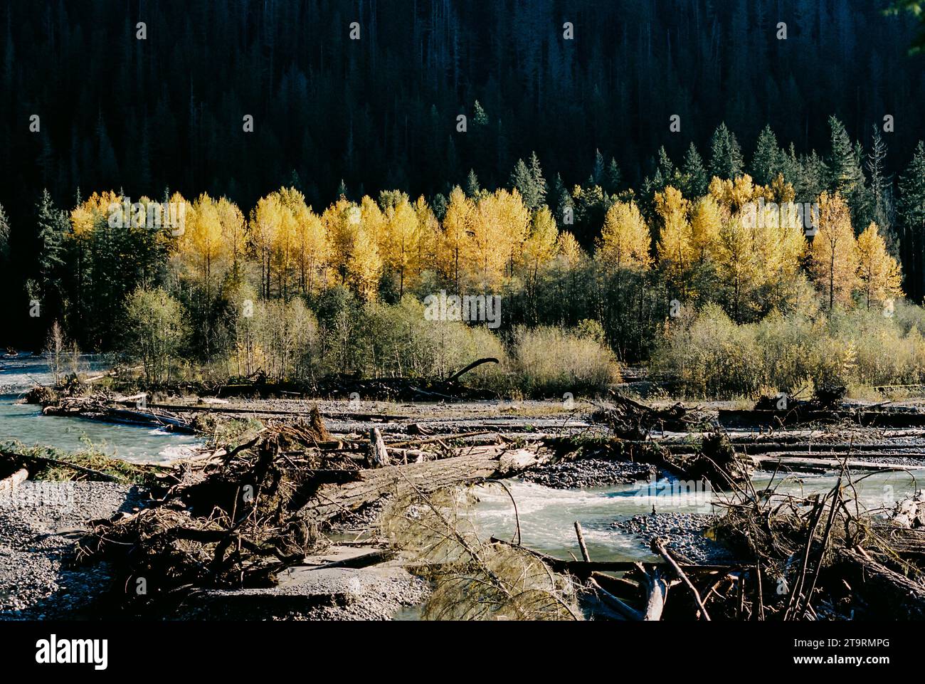 golden fall trees in the PNW Stock Photo - Alamy