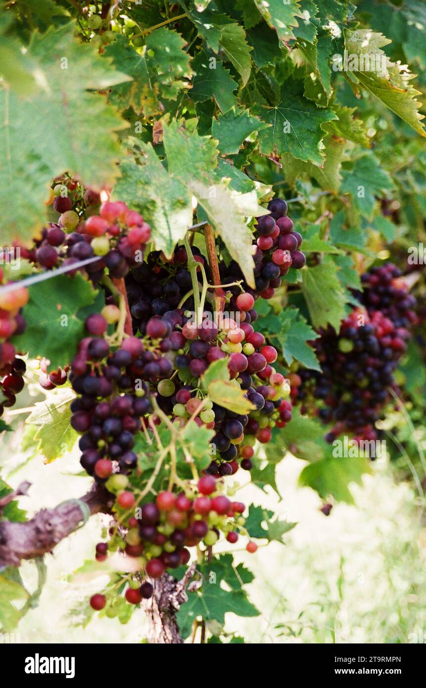 North carolina vineyard hi-res stock photography and images - Alamy
