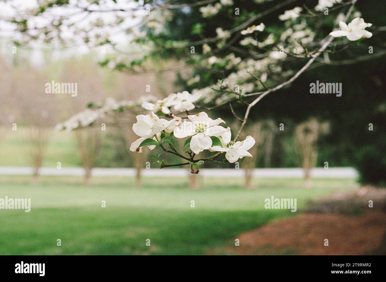 White dogwood tree blooms in the spring Stock Photo - Alamy