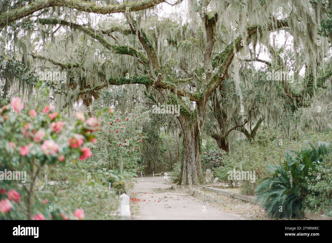 Live Oaks covered in Spanish Moss in Savannah GA Stock Photo - Alamy