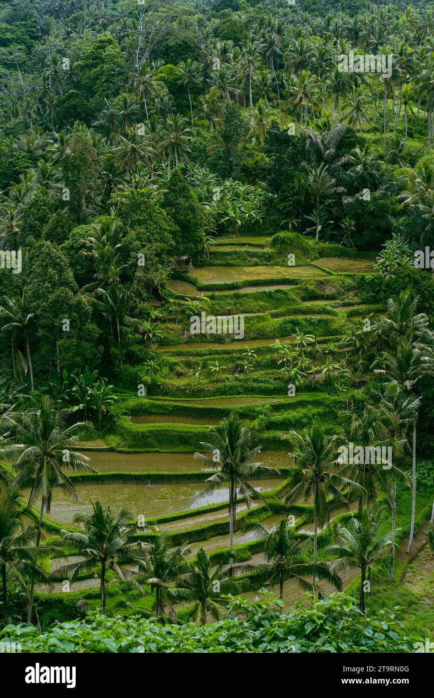 Green Rice Terraces, Bali, Indonesia Stock Photo - Alamy