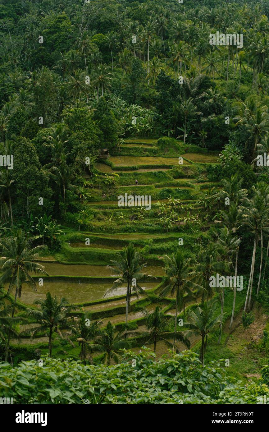 Aerial overhead green rice field hi-res stock photography and images ...