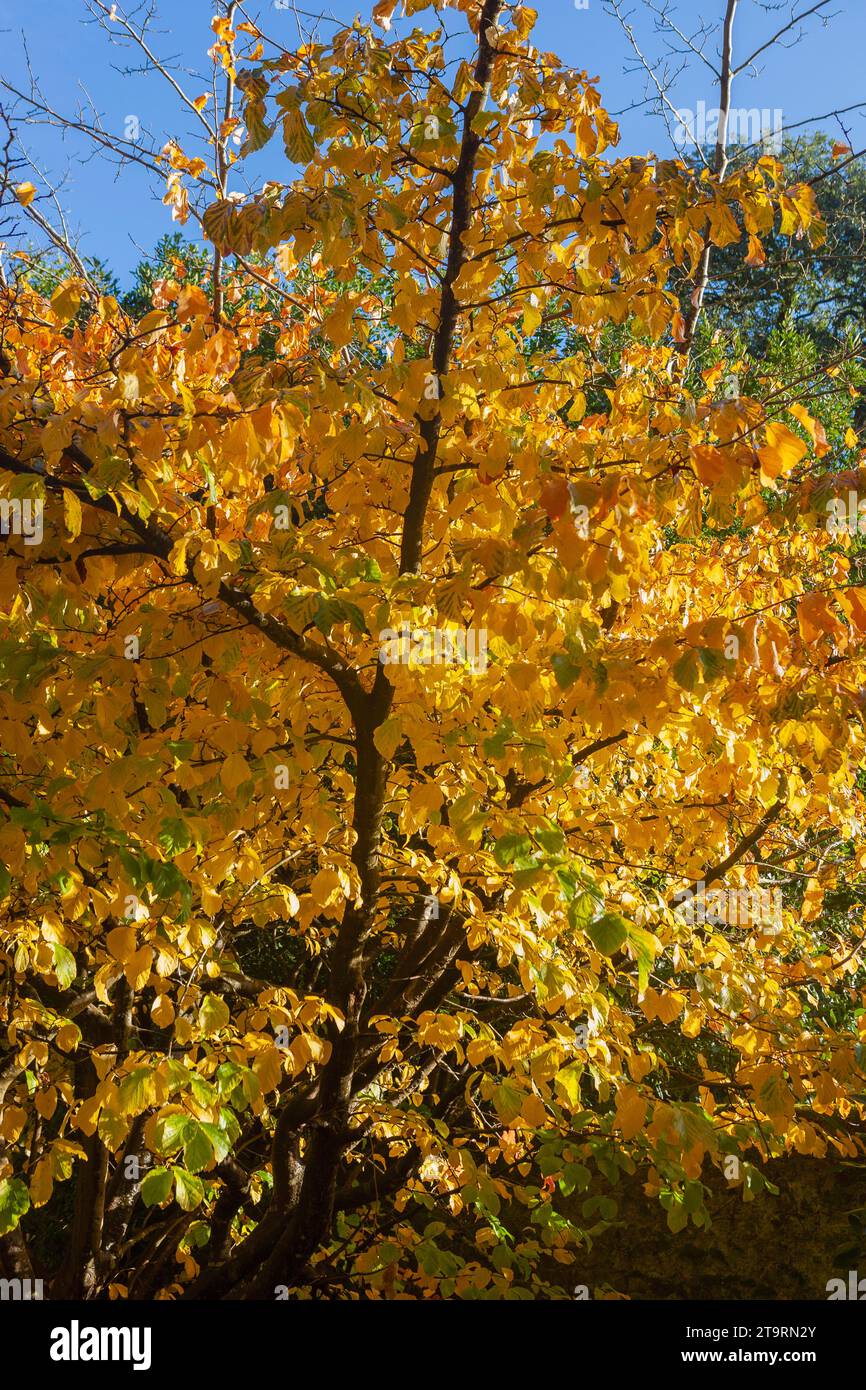 Persian ironwood (Parrotia persica) in glorious Autumn colour: Stanley ...