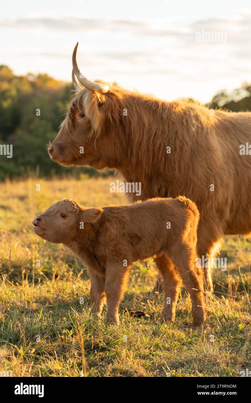 Highland Mother with Baby Calf Mooing Stock Photo - Alamy