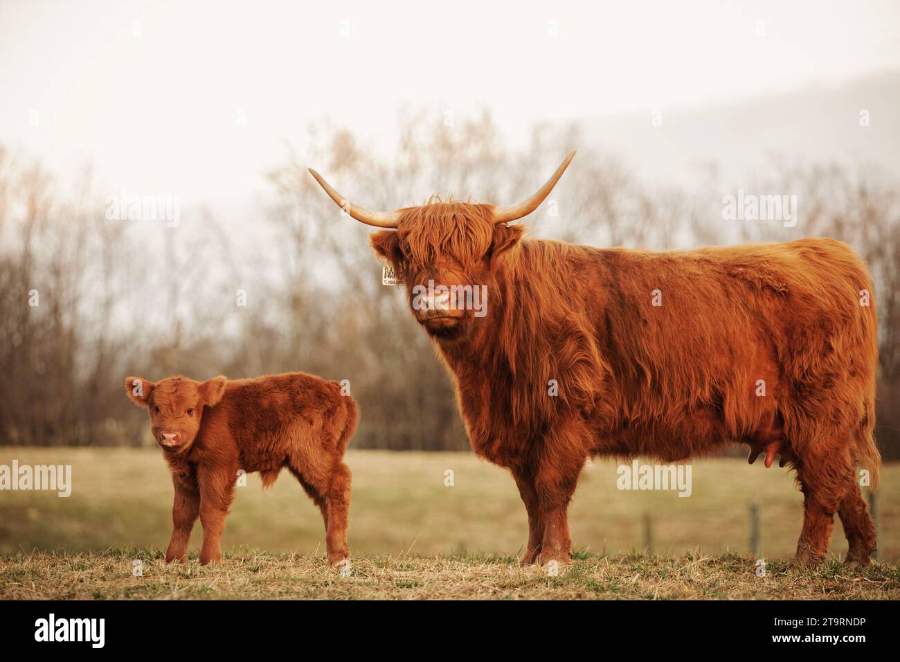 Mother Highland Cow and New Calf Stock Photo - Alamy