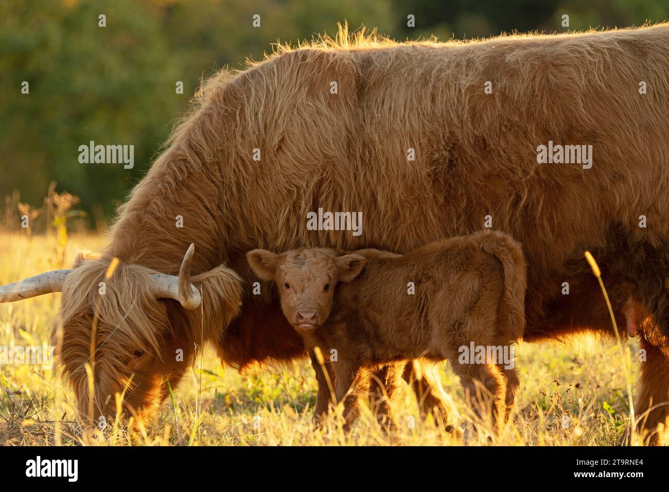 Staying Close to her Momma Stock Photo - Alamy