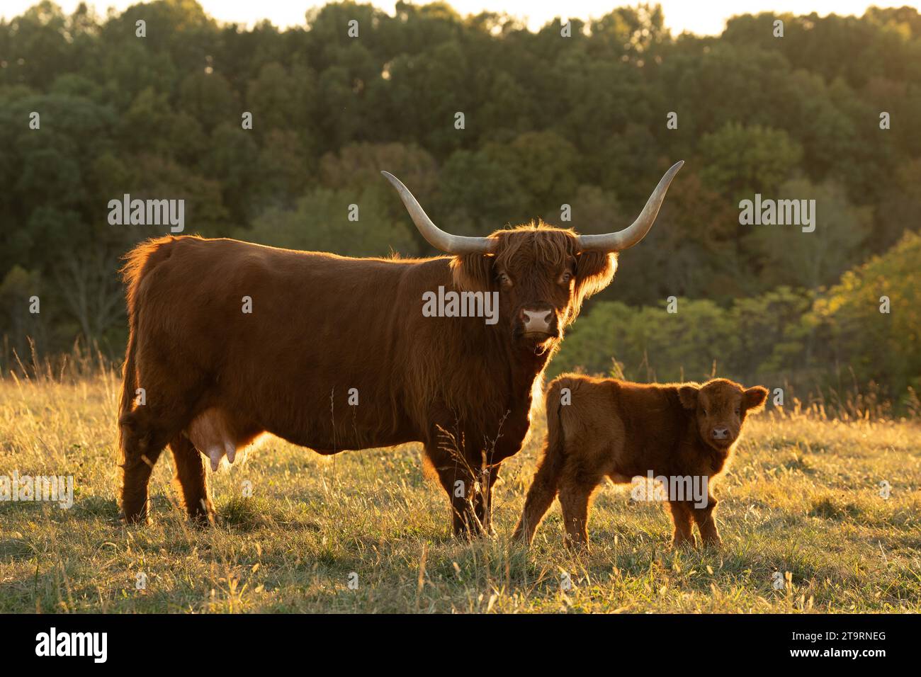 A proud Mother Highland with her Calf Stock Photo - Alamy