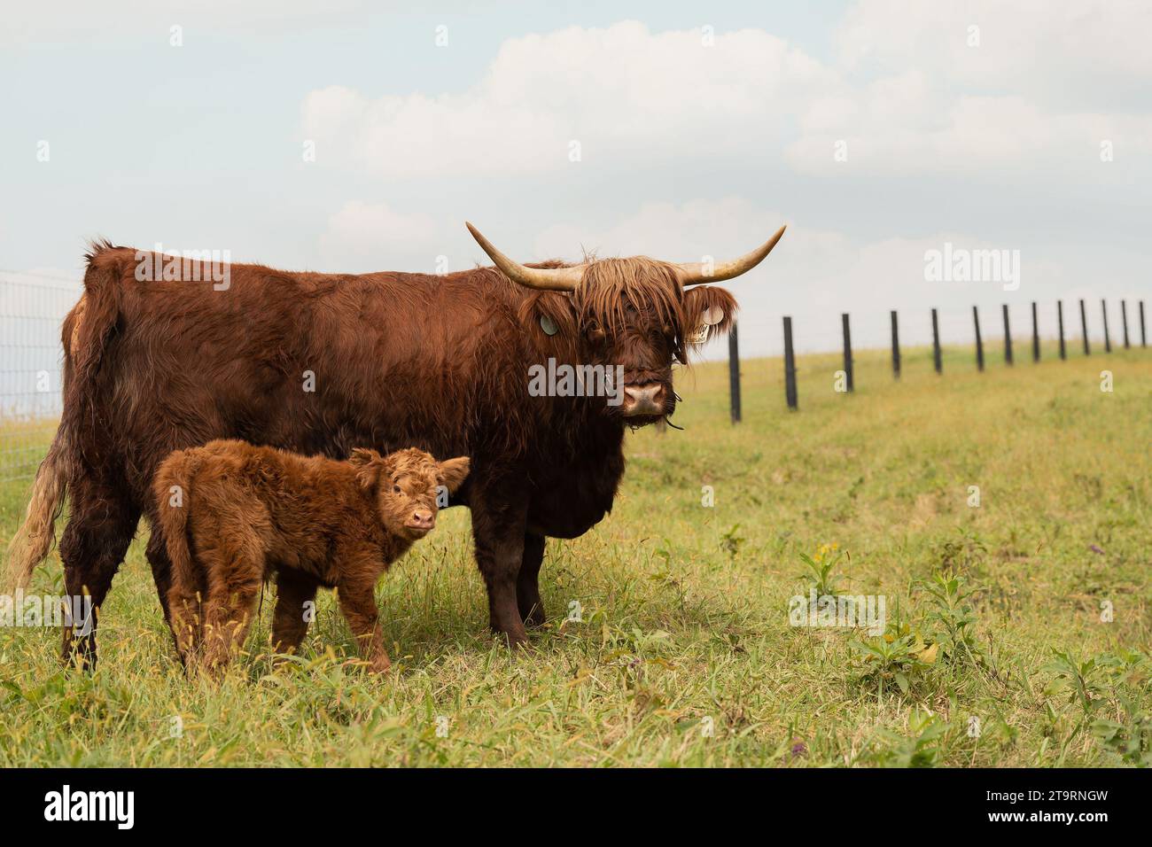 Mother and calf highland cows hi-res stock photography and images - Alamy