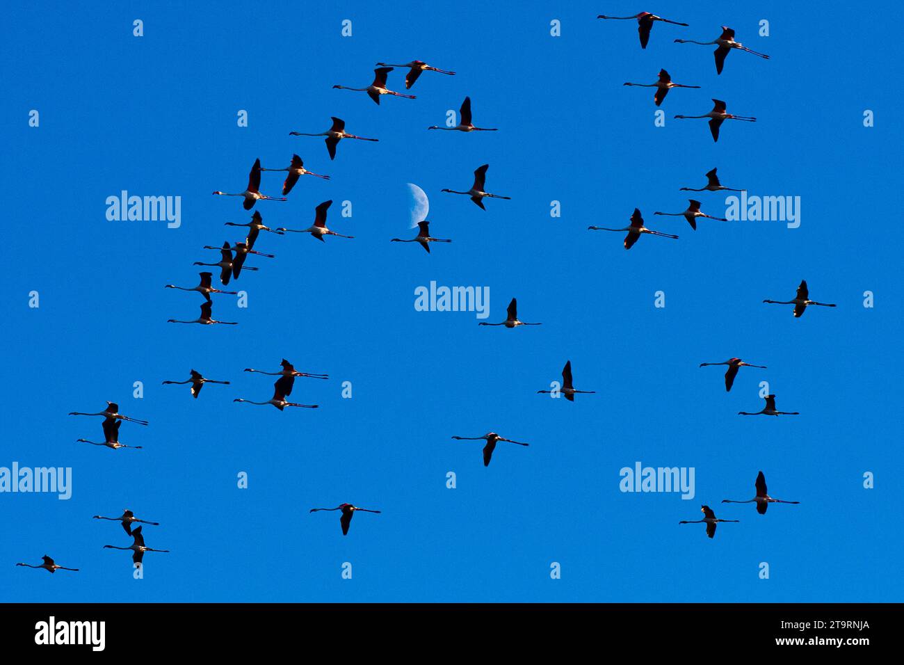 Flock of flamingos flying with the moon behind Stock Photo - Alamy