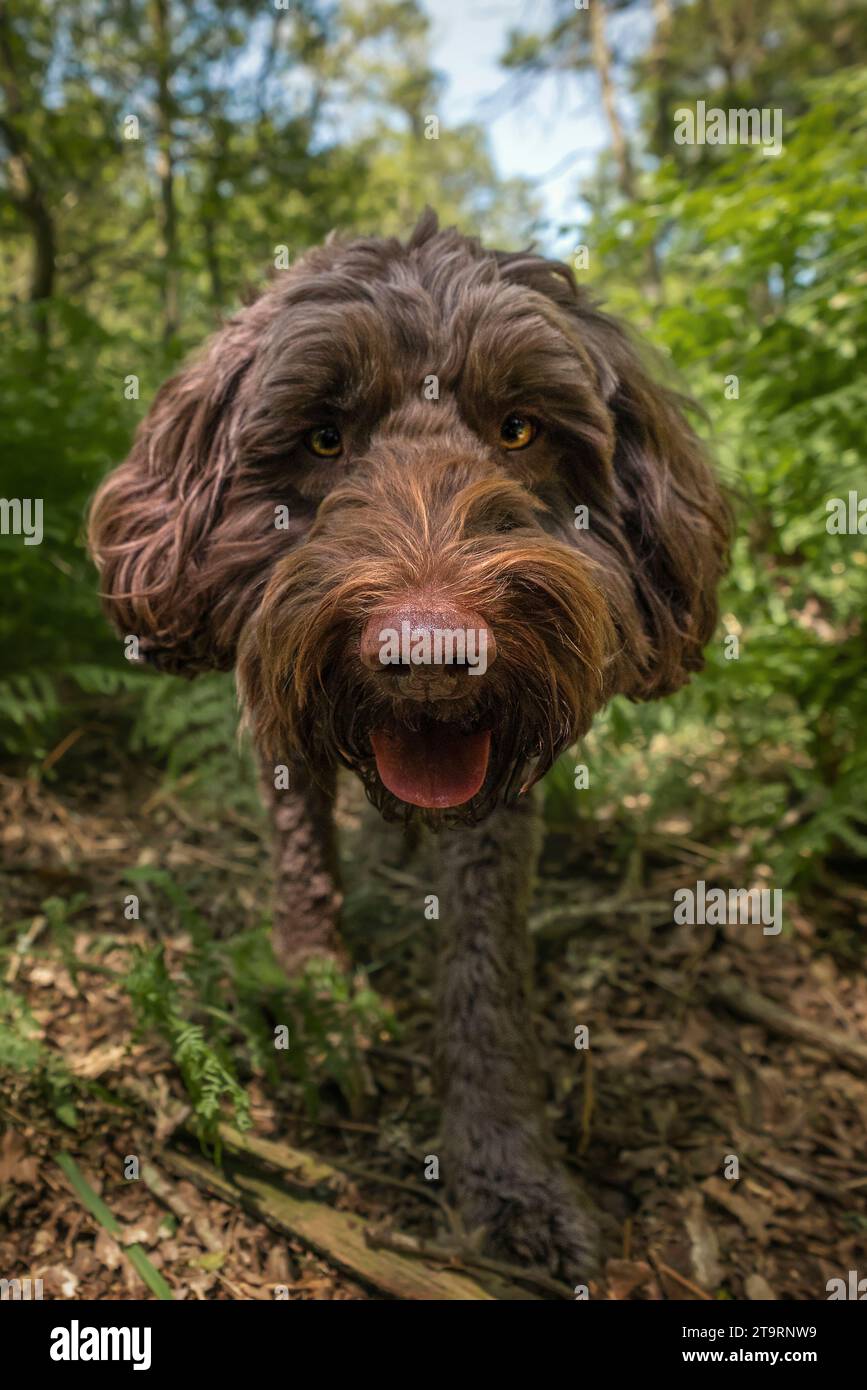 Brown Sprockapoo dog - Springer Cocker Poodle cross - close up looking ...