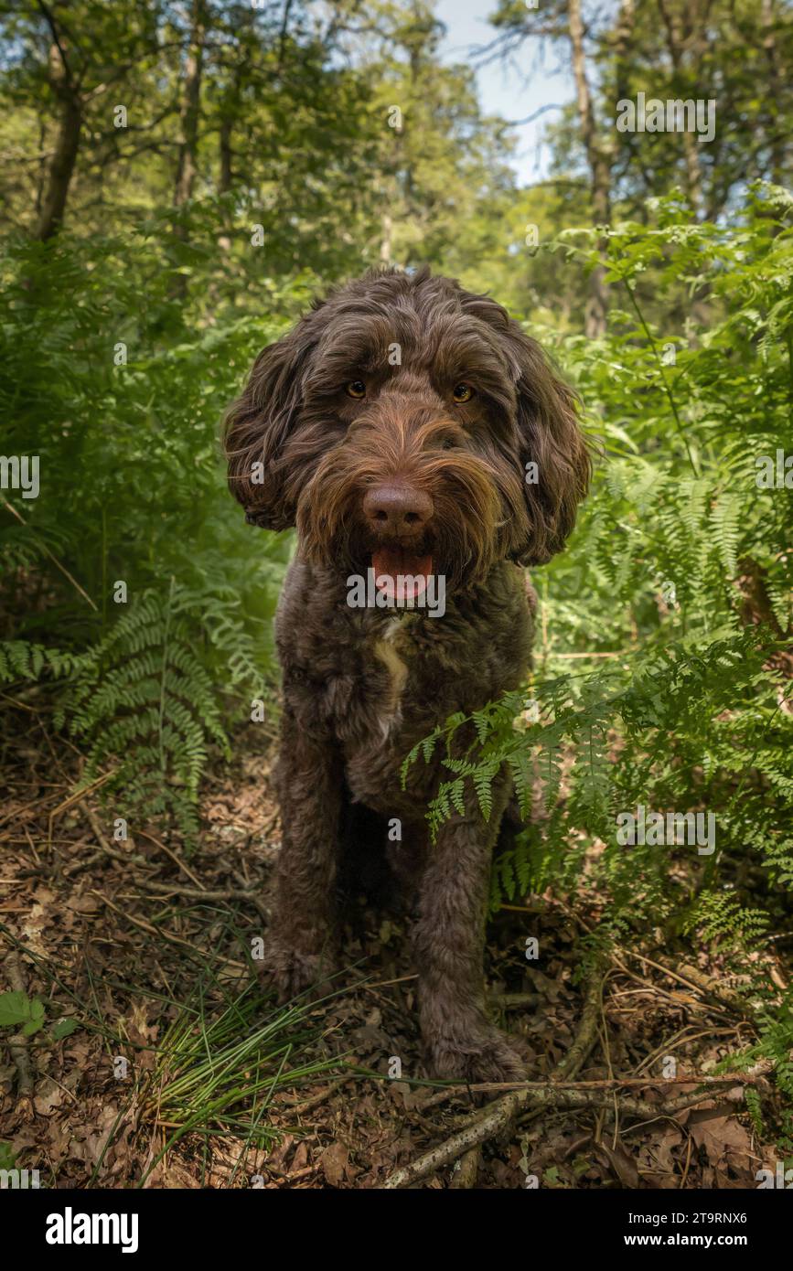Brown Sprockapoo dog - Springer Cocker Poodle cross - sitting looking ...