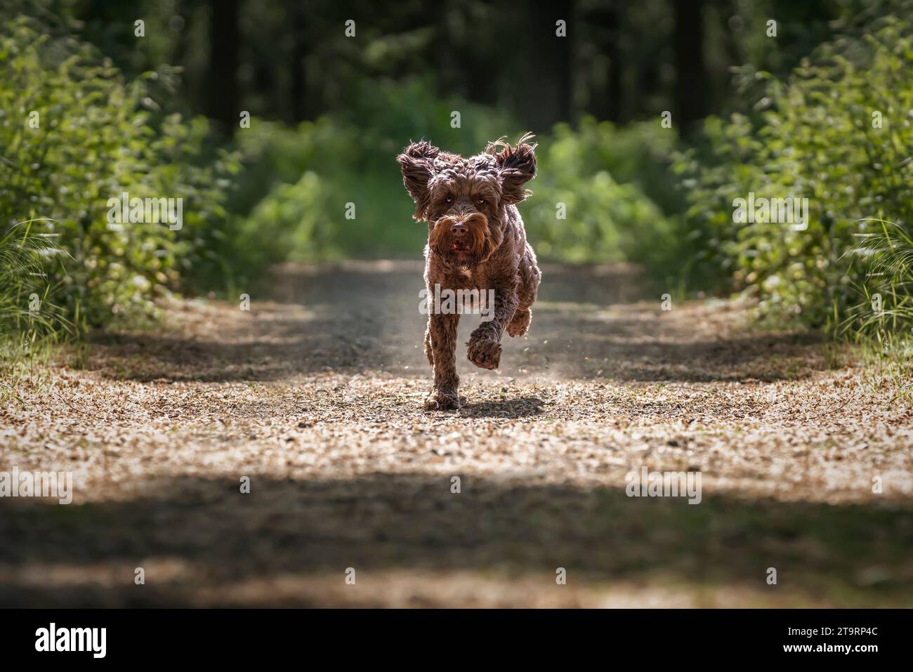 Brown Sprockapoo dog - Springer Cocker Poodle cross - looking crazy ...