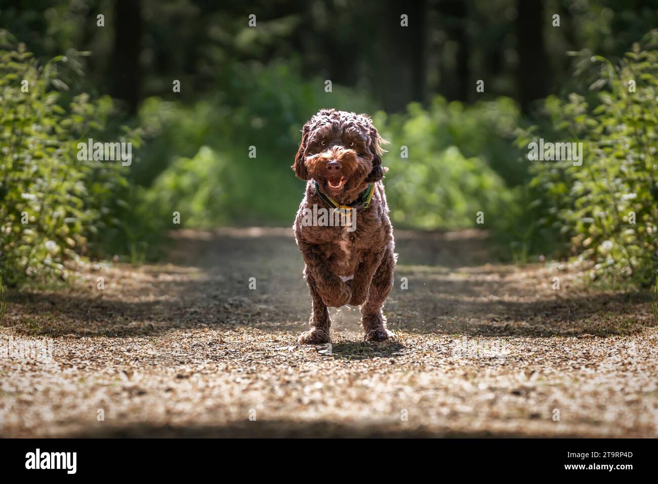 Brown Sprockapoo dog - Springer Cocker Poodle cross -l ooking crazy ...