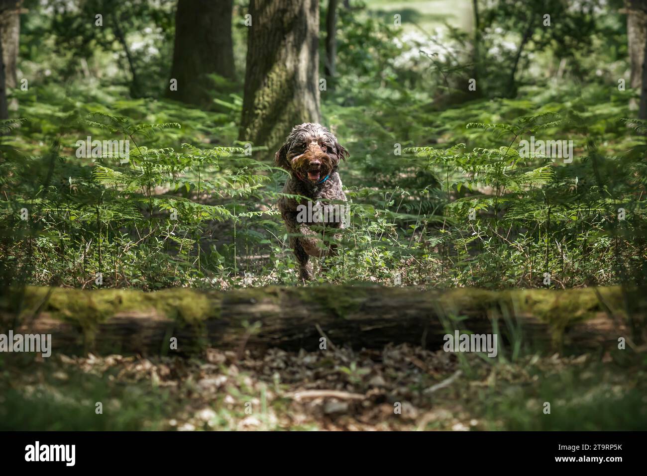 Spoodle hi-res stock photography and images - Alamy