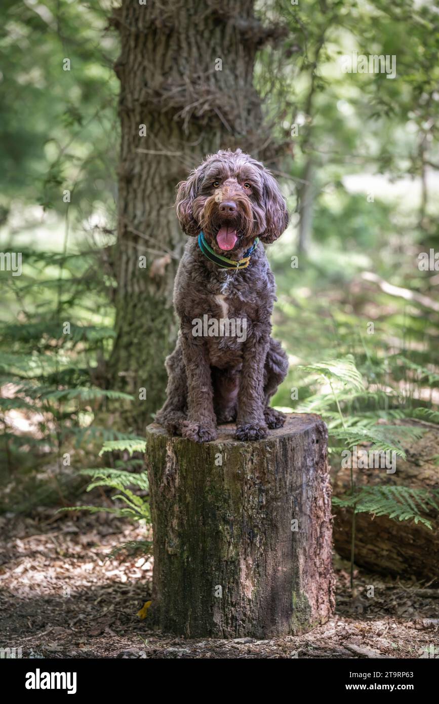 Brown Sprockapoo dog - Springer Cocker Poodle cross - sitting on a tree ...