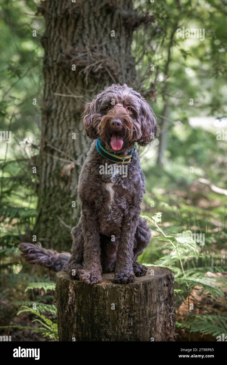 Spoodle hi-res stock photography and images - Alamy