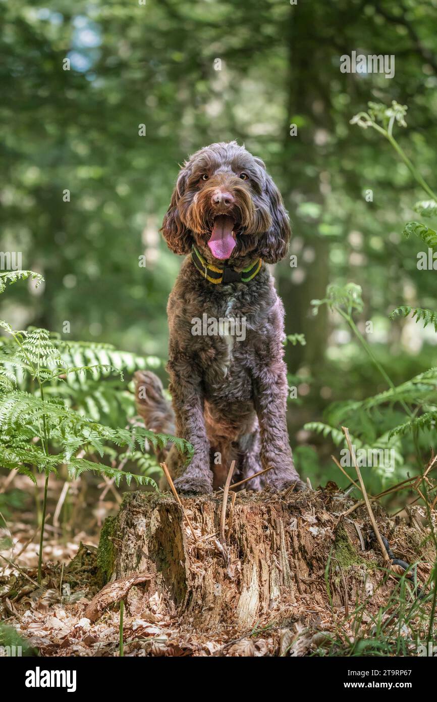 Brown Sprockapoo dog - Springer Cocker Poodle cross - sitting on a tree ...