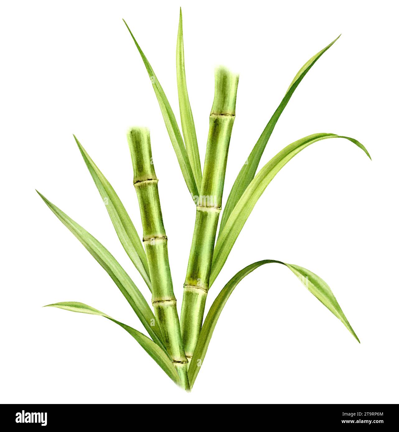 Bamboo watercolor illustration. Composition with two stems and leaves ...