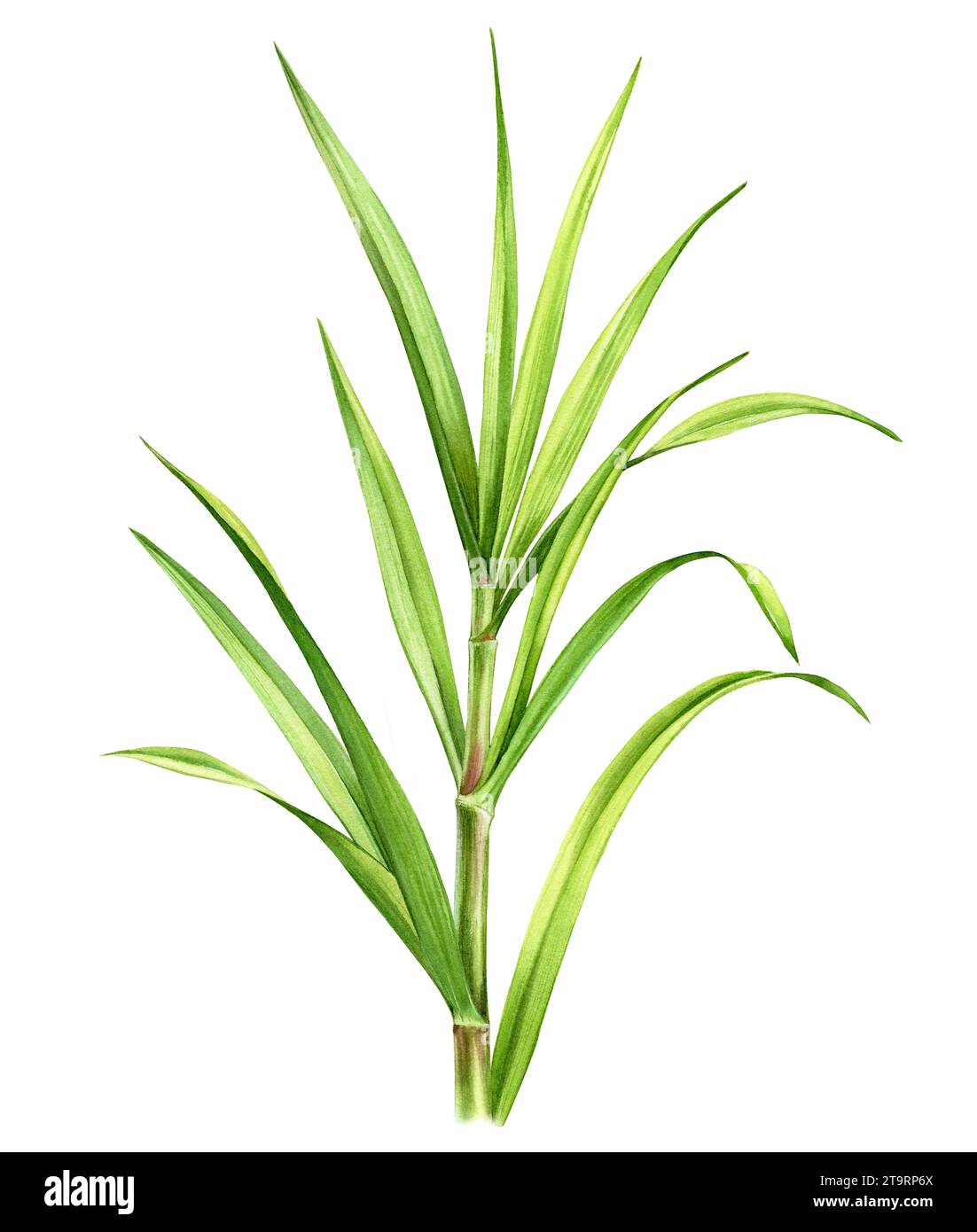 Watercolor green grass. Composition with big stems and leaves ...