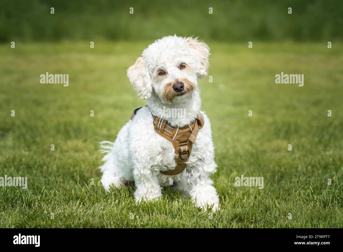 Bichon frise cross poodle hi-res stock photography and images - Alamy