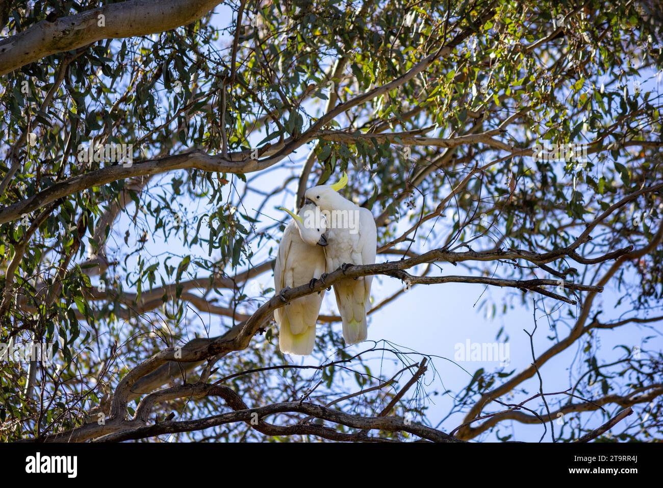 Cockatoo couple, sulphur crested cockatoos collection Stock Photo - Alamy