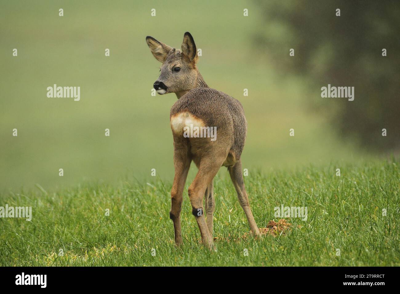 European roe deer (Capreolus capreolus) 6-month-old fawn in the meadow ...
