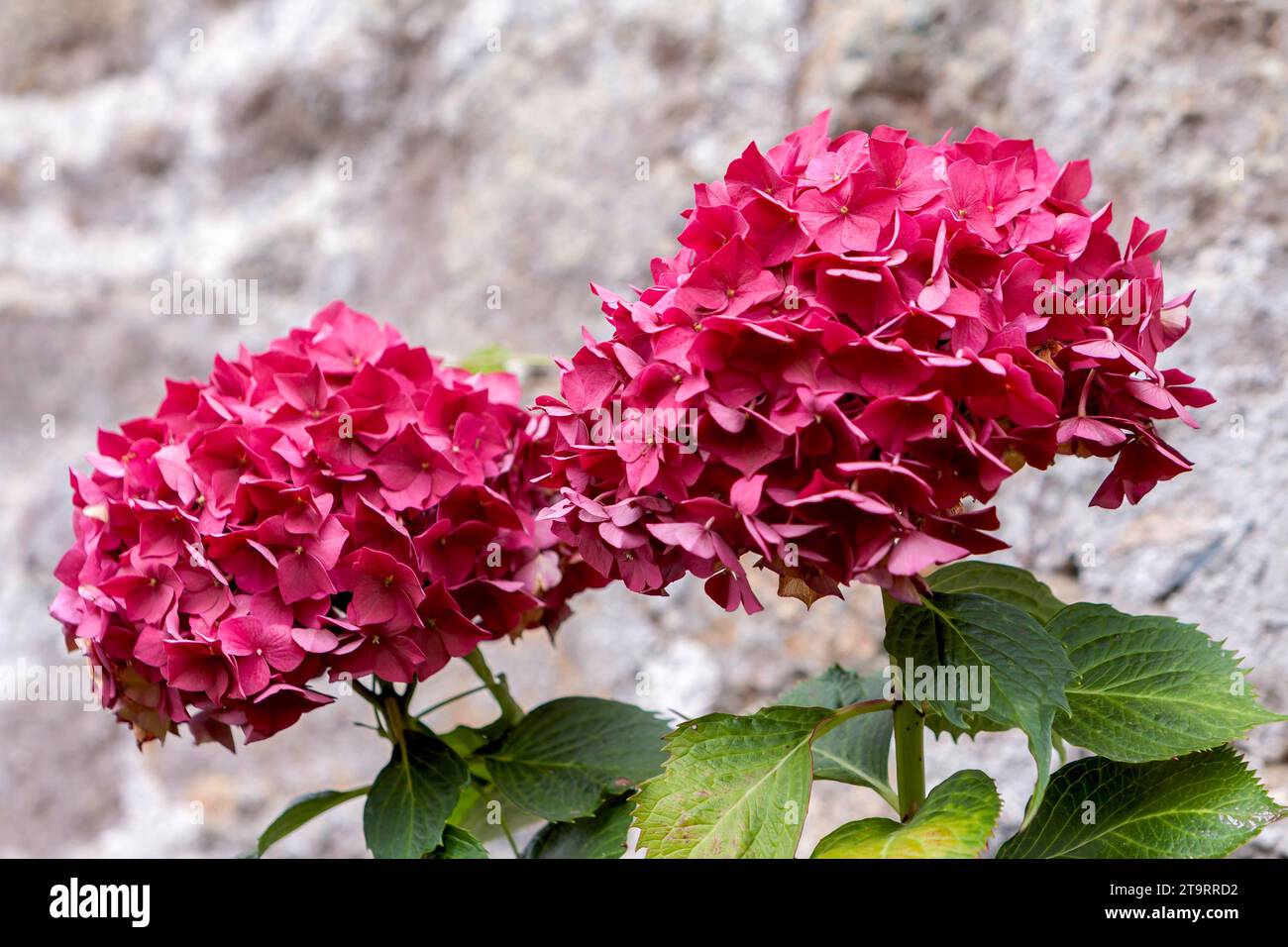Red hydrangea, Hydrangea, Brittany, France Stock Photo - Alamy